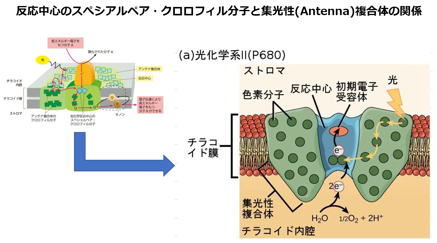 c6h12o6 光合成, 光合成 仕組み 図 – EZKDTS