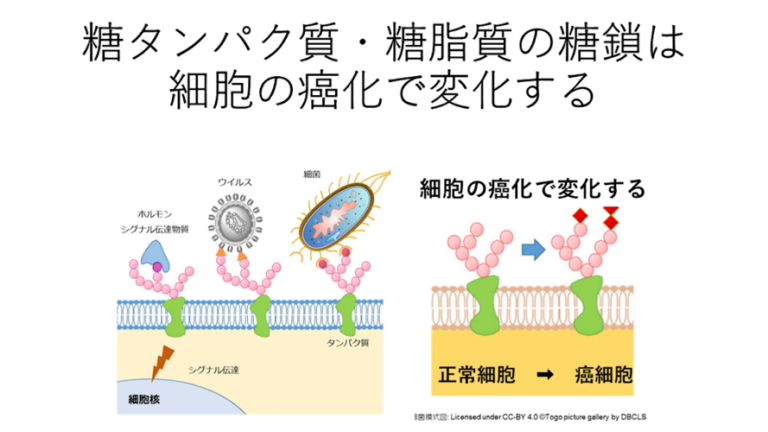 ⑤-4-2-3.S2,3PSA%検査（閾値38％）～PSAの糖鎖変化に注目：2024年に保険収載～