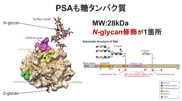 ⑤-4-2-3.S2,3PSA%検査（閾値38％）～PSAの糖鎖変化に注目：2024年に保険収載～